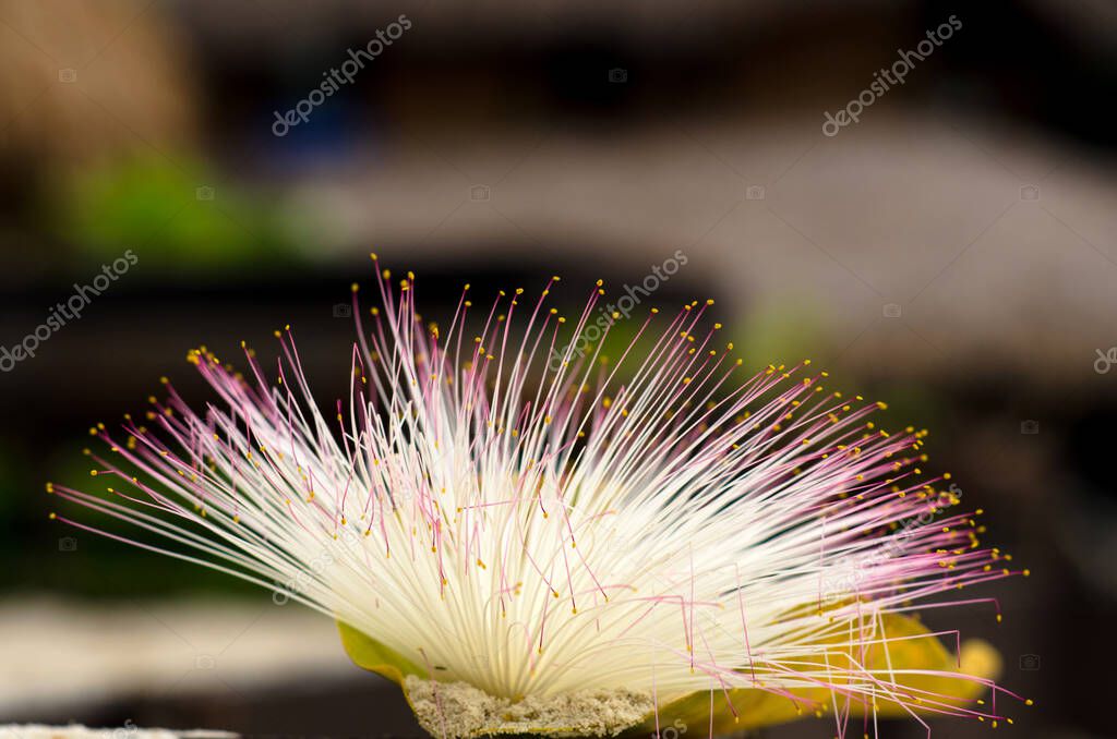 Flor Barringtonia también conocida como árbol venenoso de pescado ...