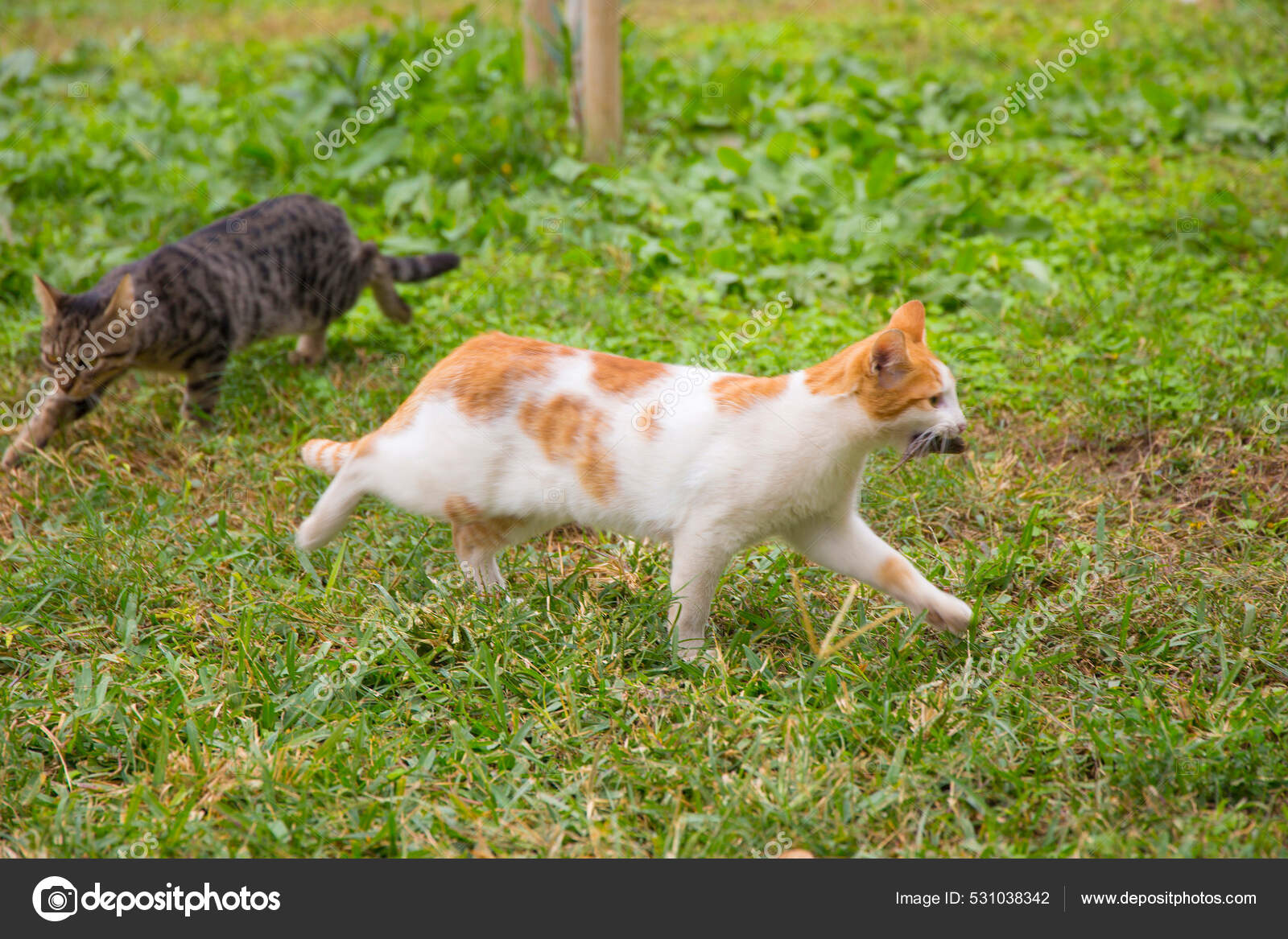 Red Cat Fish His Teeth — Stock Photo © Bon1984 #531038342