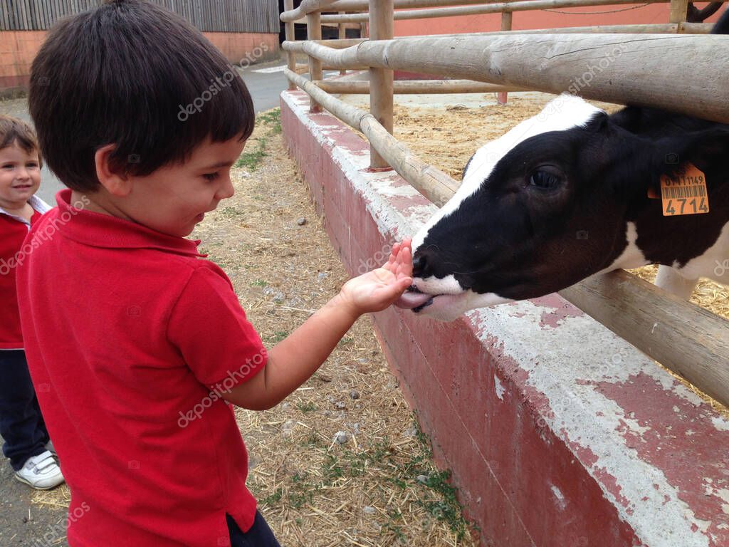 Cow licks child hand. Kid enjoying in a farm with his brother and ...