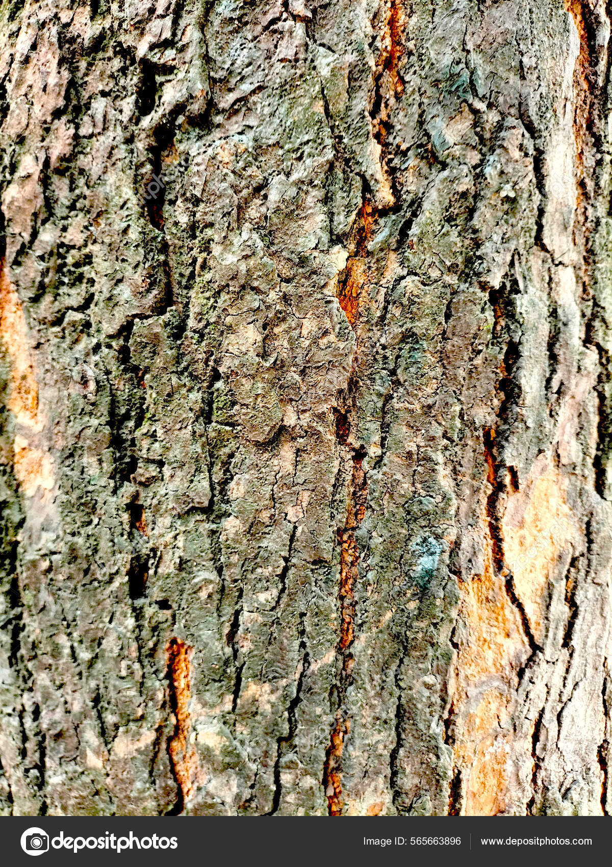 Background Texture Tree Bark Skin Bark Tree Traces Cracking — Stock ...