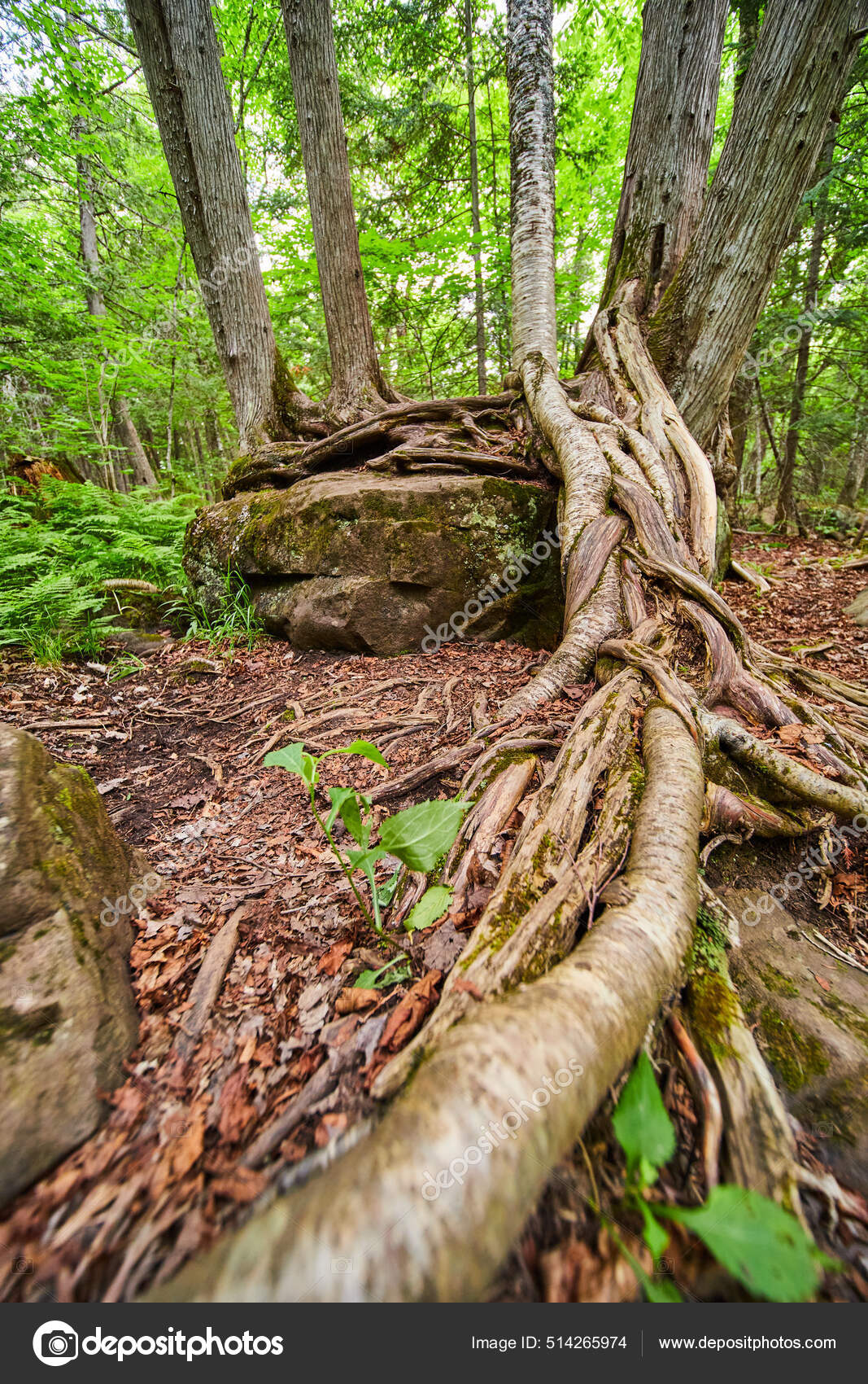 Tree Roots Above Ground