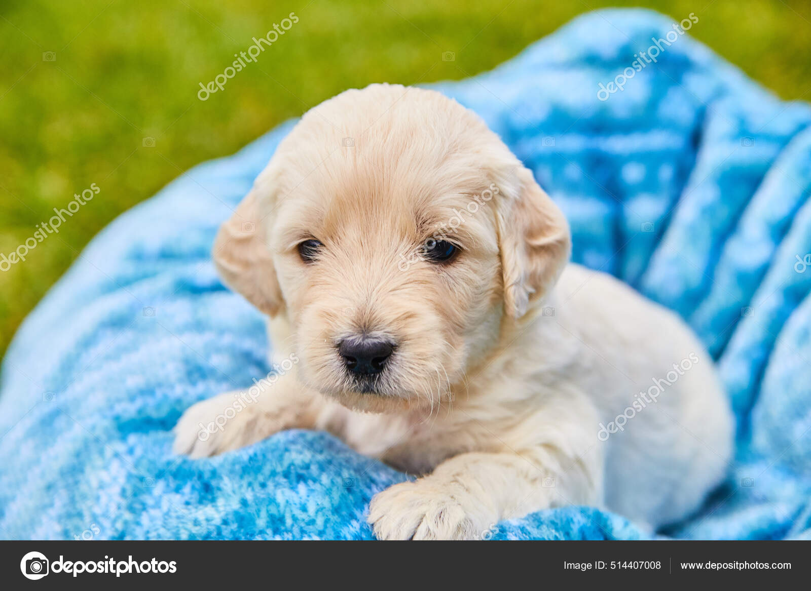Lys Golden Retriever Profil Von Golden Retriever Kennel Of Frisian