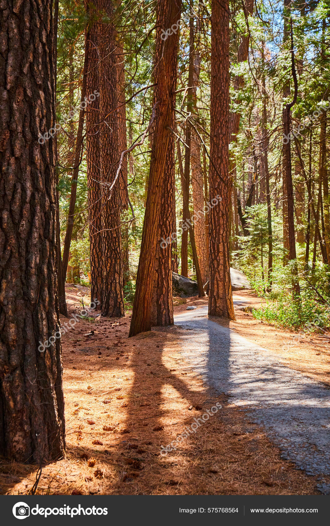 Image Paved Hiking Path Winding Pine Trees Needles Covering Floor ...