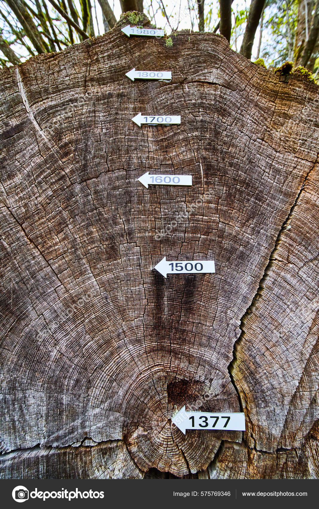 Tree Rings Age