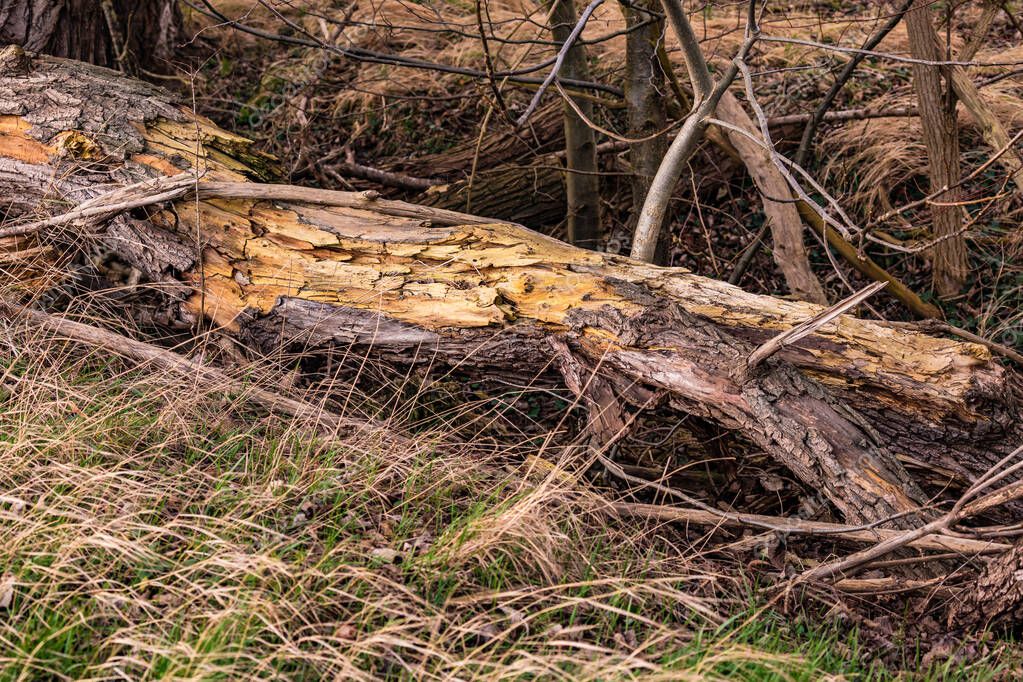 Un tronco de árbol muerto yace en el suelo en un bosque protegido y ...
