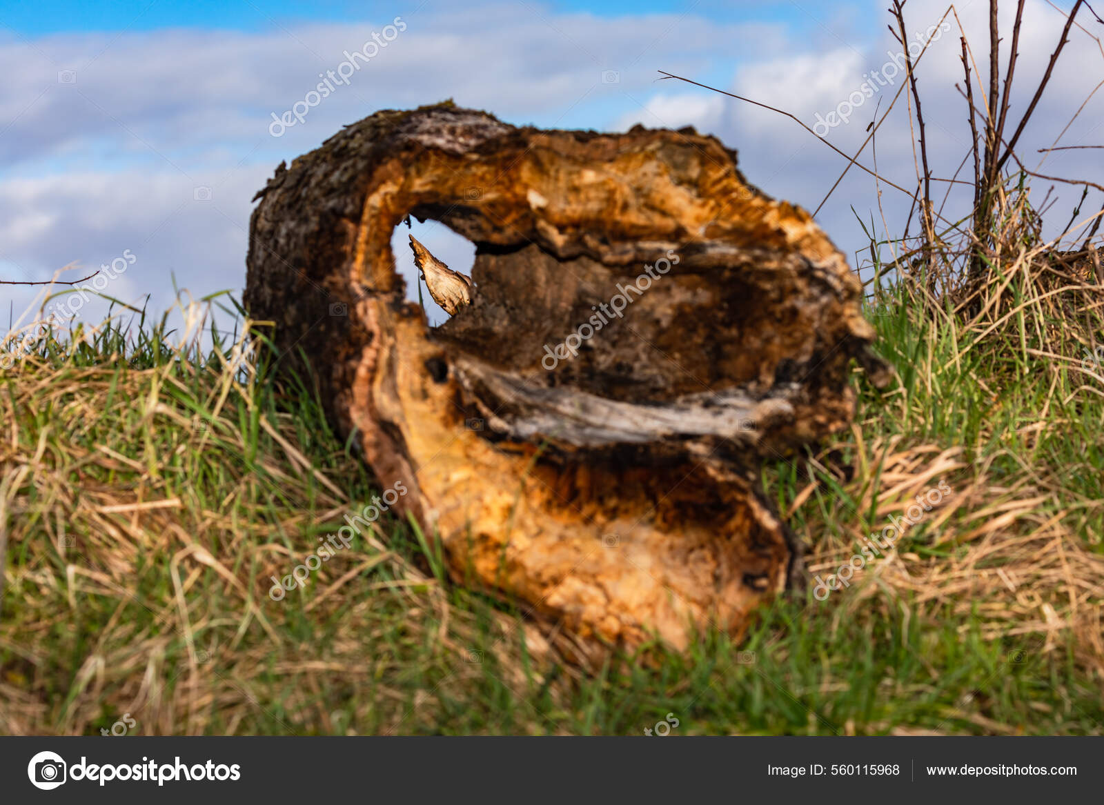 Old Hollow Tree Stump Lies Rural Meadow Allows View Splinter Stock ...