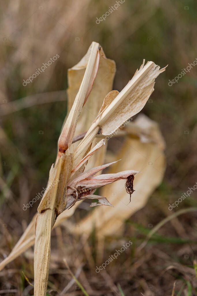 Pequeña y seca mazorca de maíz después de la sequía y la sequedad en ...