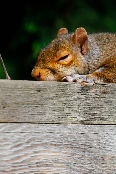 Tired squirrel Stock Photos, Royalty Free Tired squirrel Images ...