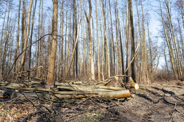 Cutting down trees in the forest, deforestation, broken trees - Stock ...