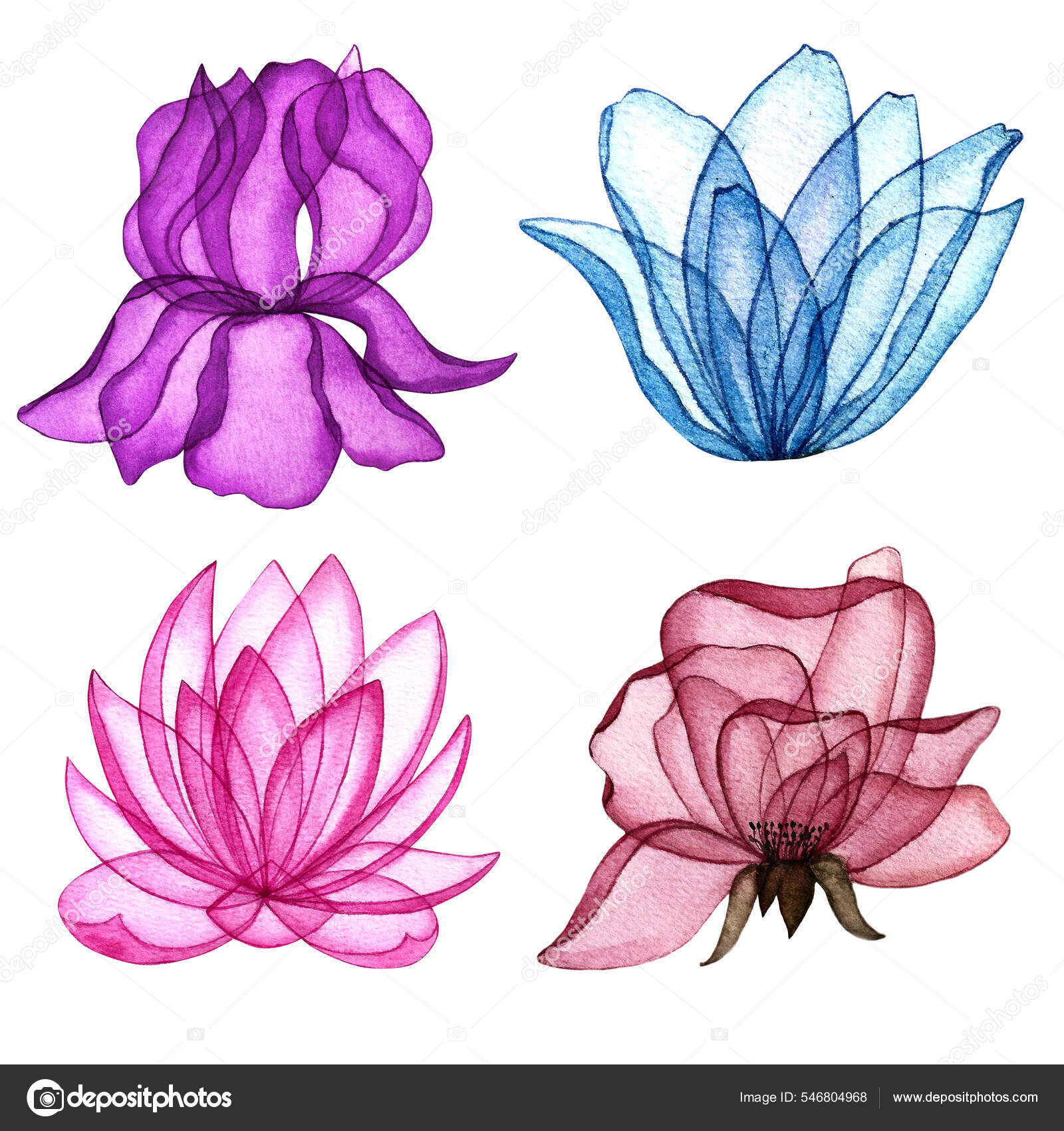 Watercolor flowers with transparent petals. Hand draw illustrations ...