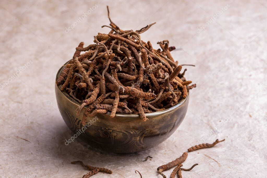 Yarsagumba (Cordyceps sinensis / Ophiocordyceps sinensis)) 2024