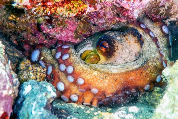 Octopus face Stock Photos, Royalty Free Octopus face Images | Depositphotos