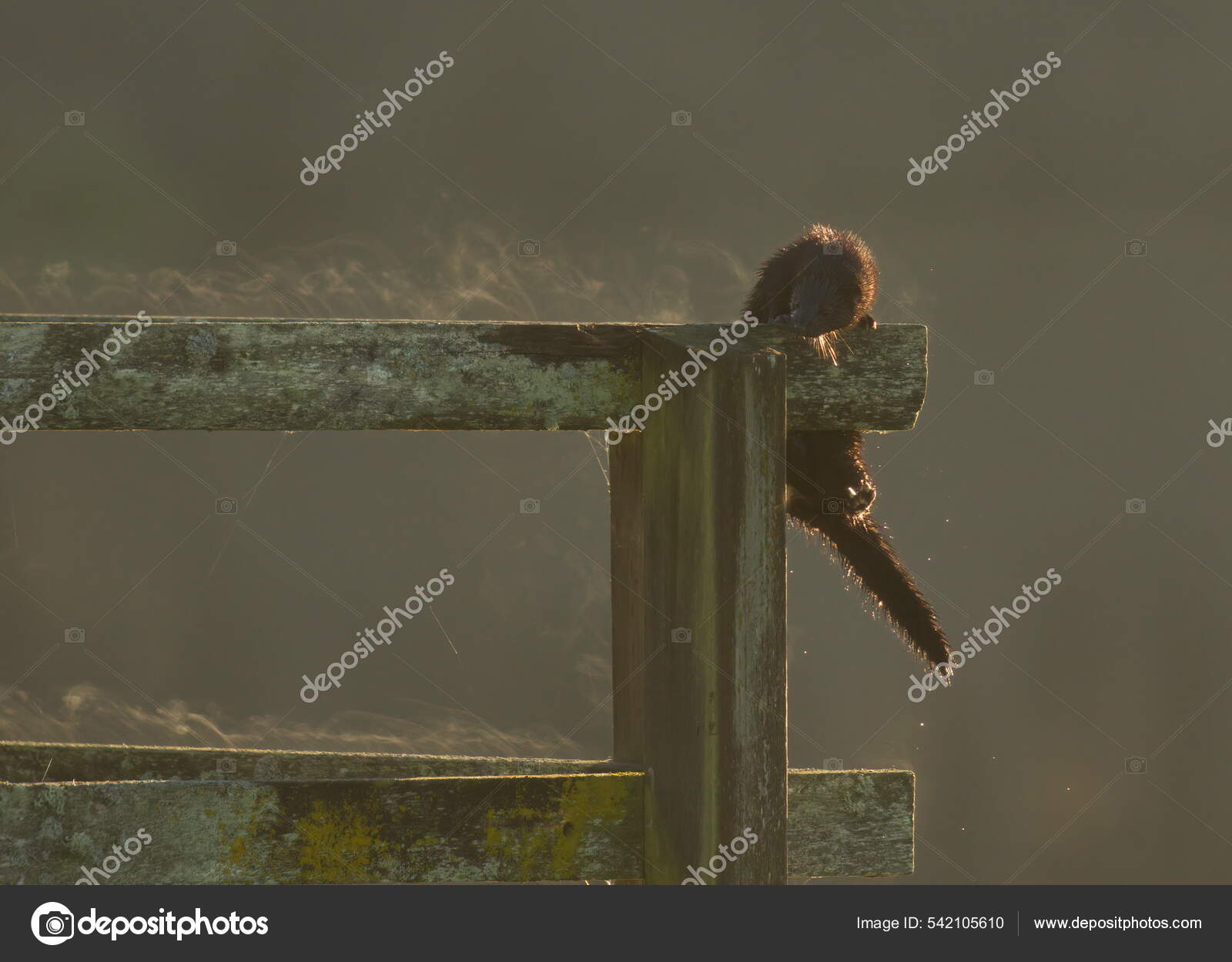 American Mink Neogale Vison Climbing Fence Railing Dock Lake Victoria ...