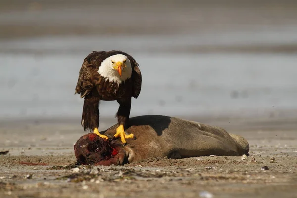 Eagle Eating Snake Logo