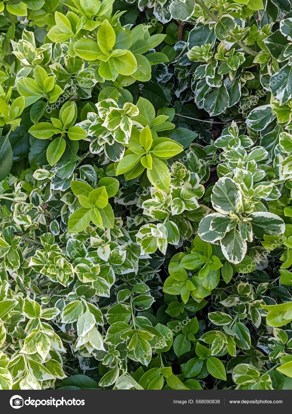 Shrub Texture