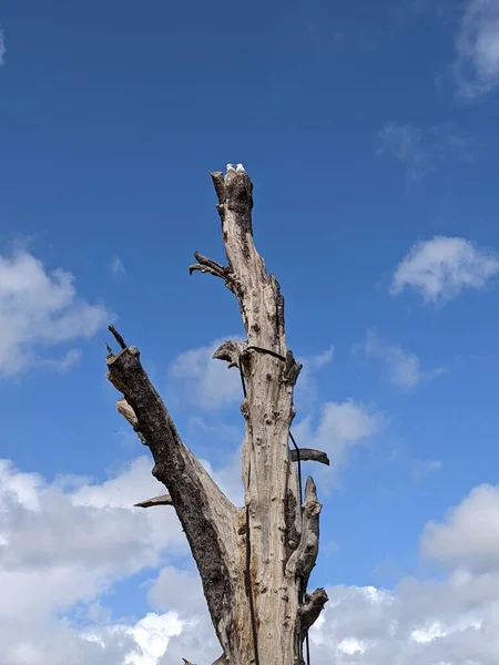Dead tree in australia Stock Photos, Royalty Free Dead tree in ...