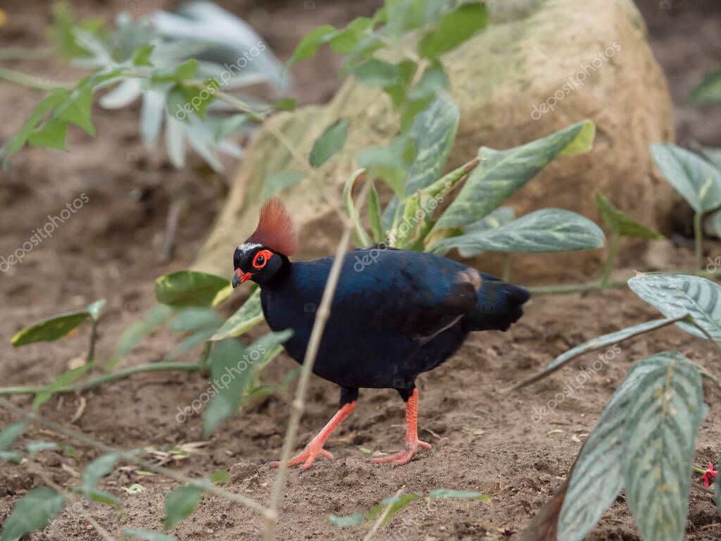 Retrato completo de perdiz crestada o Rollulus rouloul. Ave también ...