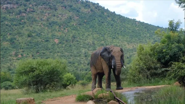 Fotos de Elephant in nature, Imagens de Elephant in nature sem ...