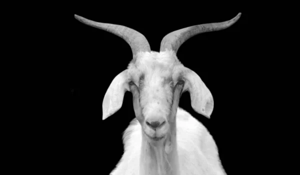 Images de chèvre noire images libres de droit, photos de Images de ...