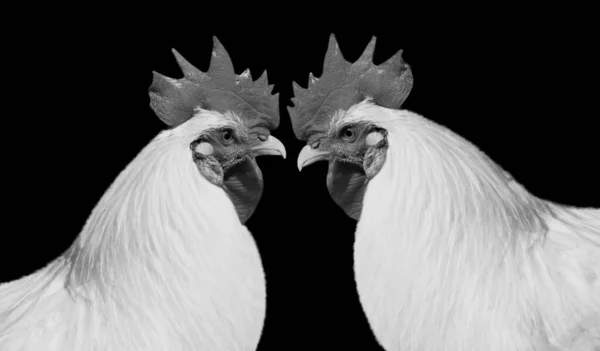 White chickens Stock Photos, Royalty Free White chickens Images ...