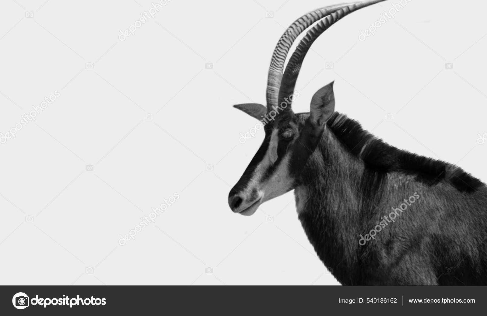 Big Horned Antelope Face White Background — Stock Photo ...