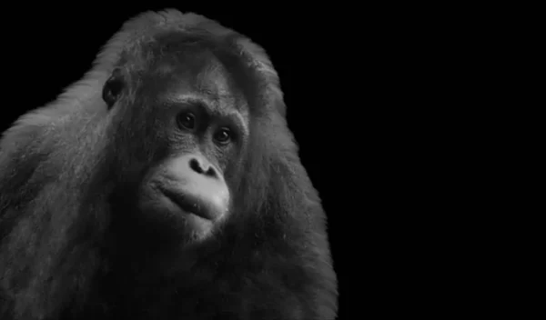 Simio gritando fotos de stock, imágenes de Simio gritando sin royalties ...