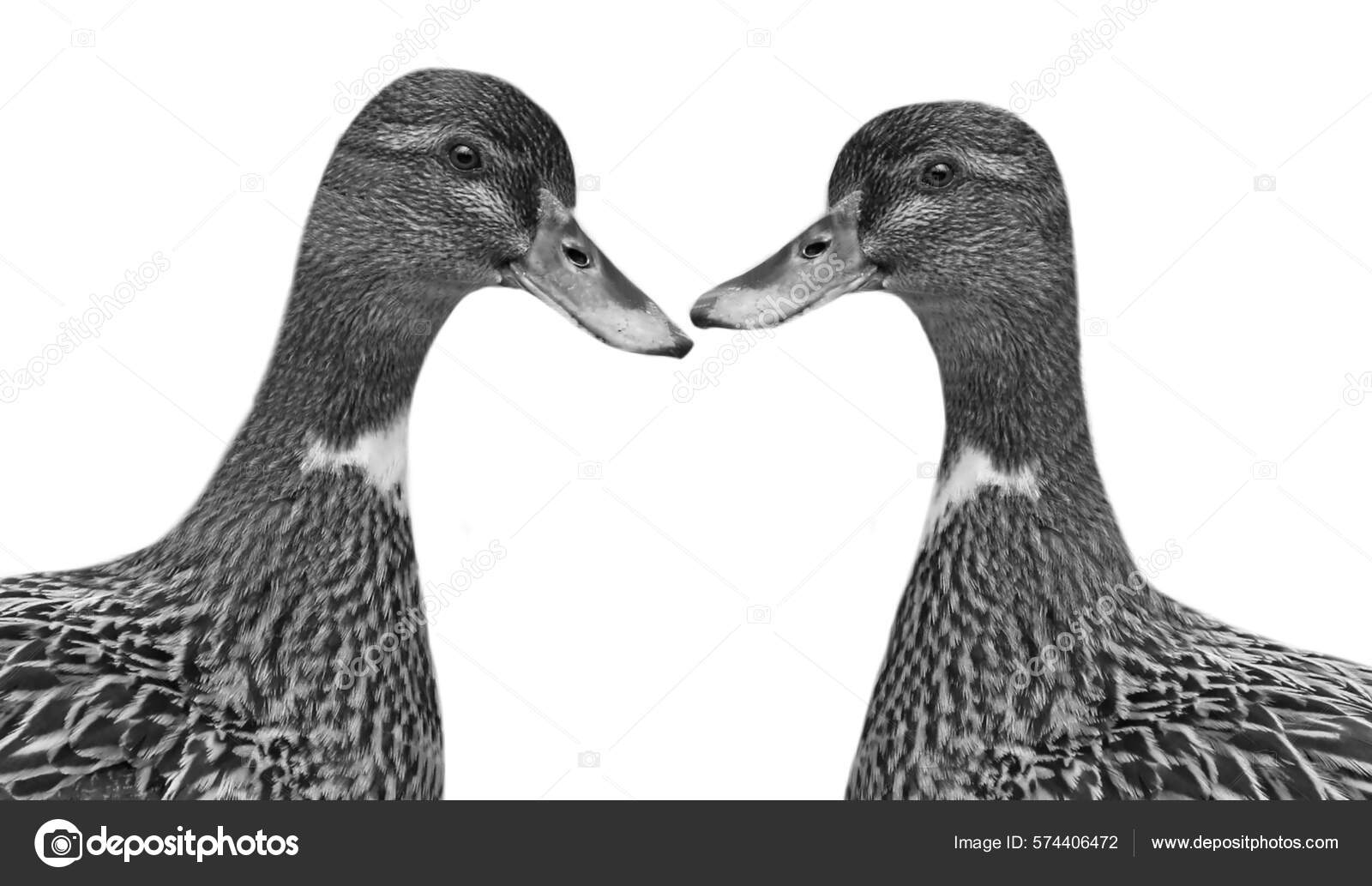 Two Beautiful Duck Isolated White Background Stock Illustration by ...