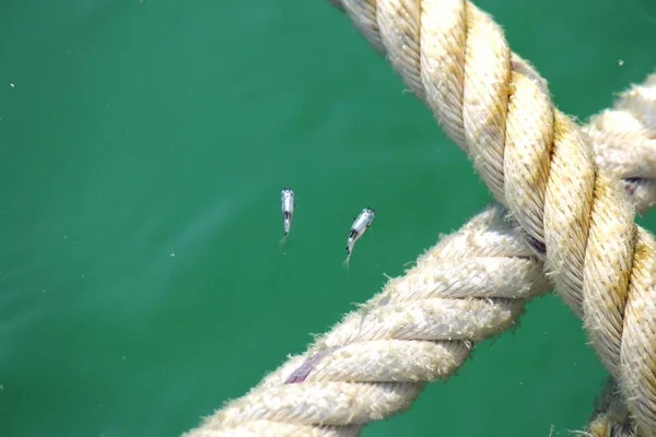 Net floats Stock Photos, Royalty Free Net floats Images | Depositphotos