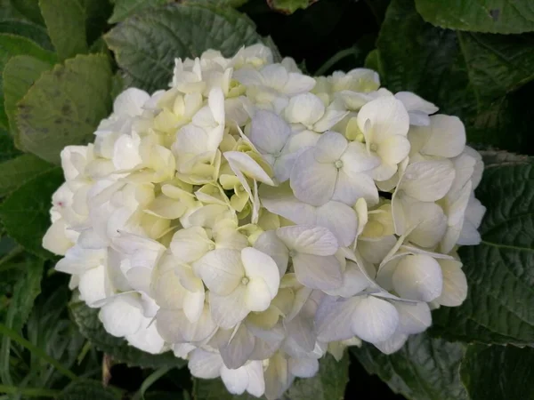 Queen elizabeth flowers Stock Photos, Royalty Free Queen elizabeth ...