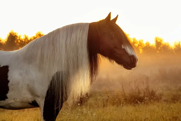 Danke bild pferde Stock Photos, Royalty Free Danke bild pferde Images ...