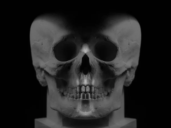 Real Human Skull Front View Black And White
