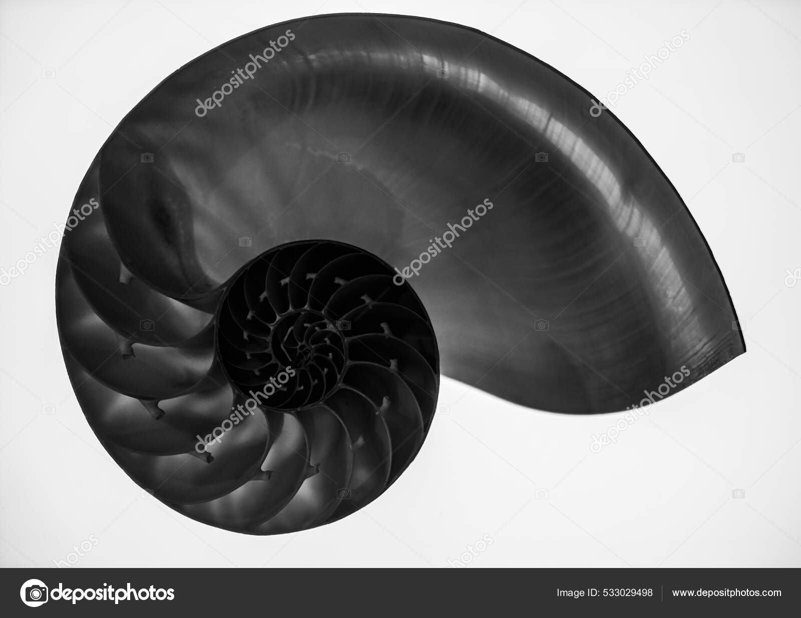 Snail Shell Coiled Texture Macro Warm Brown Golden Colored Full Stock ...