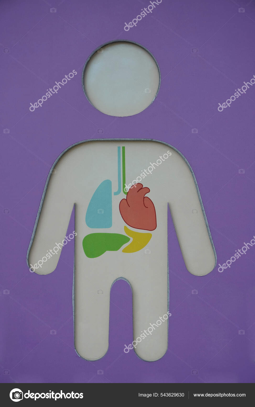Human Body Internal Organs Heart Lungs Kidneys Heart Liver Medical ...