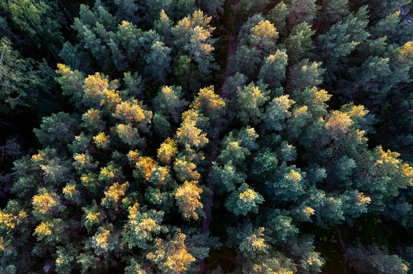 Drone aerial shot of green pine forests and spring birch groves with ...