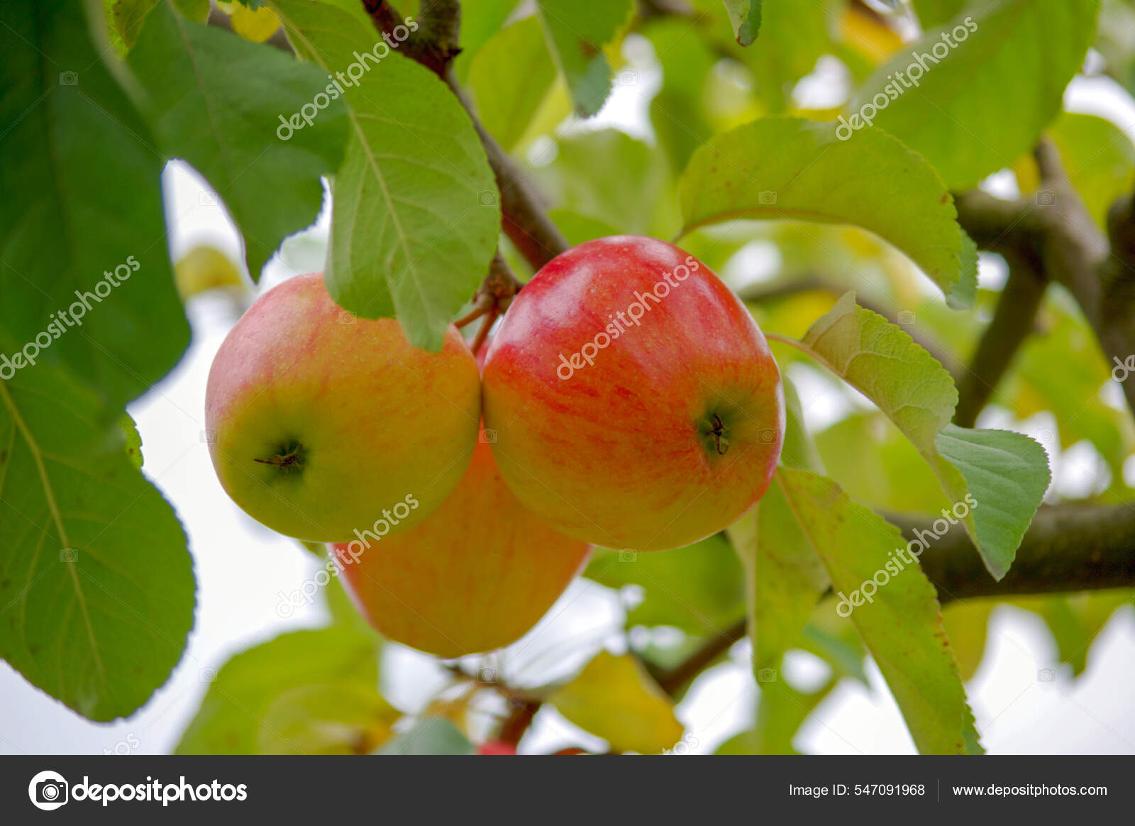Orchard Summer Apple Tree Three Shiny Ripening Apples Hang One — Stock ...