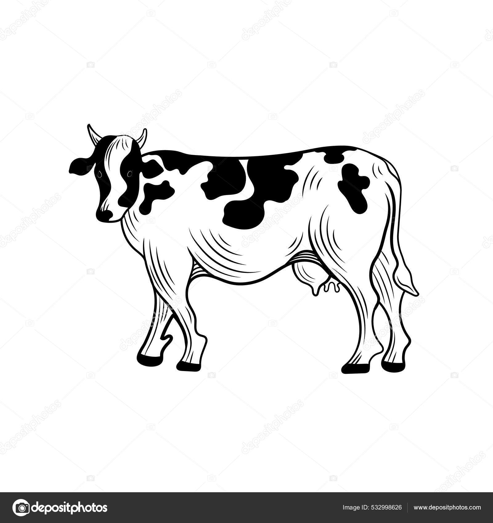 Vector Cow Black White Illustration Outline Animal Drawing Farm Cow ...