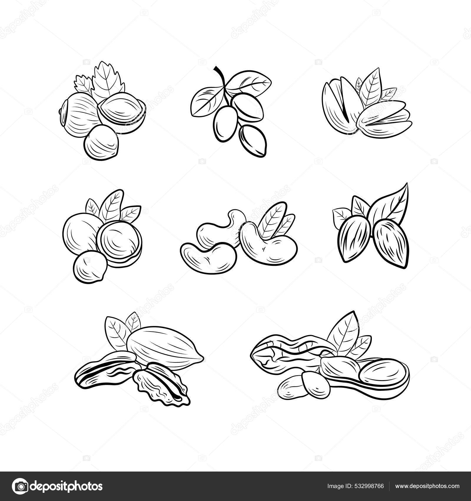 Vector Set Outline Black White Nut Drawings Illustration Templates ...