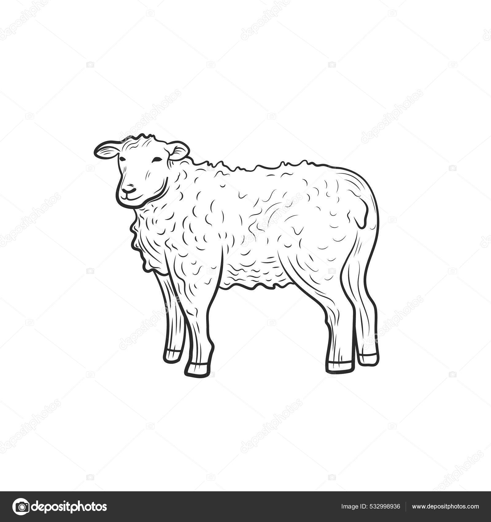 Lamb Drawing Outline
