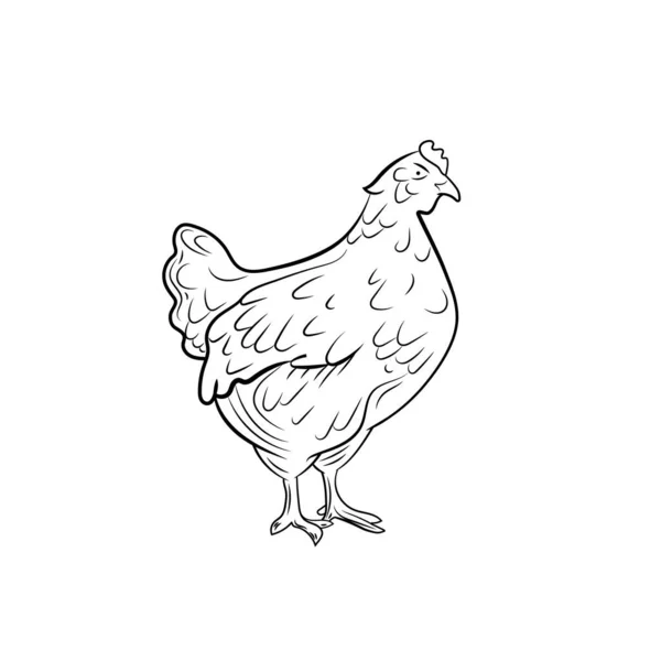 100,000 Dibujo de gallina Vector Images | Depositphotos