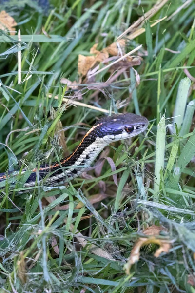 Meadow snake Stock Photos, Royalty Free Meadow snake Images | Depositphotos