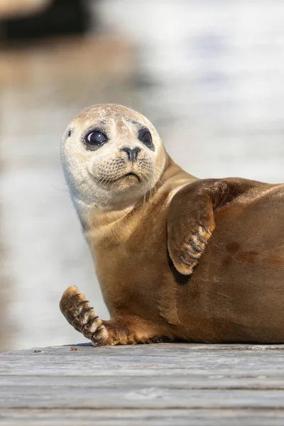 Red seal Stock Photos, Royalty Free Red seal Images | Depositphotos