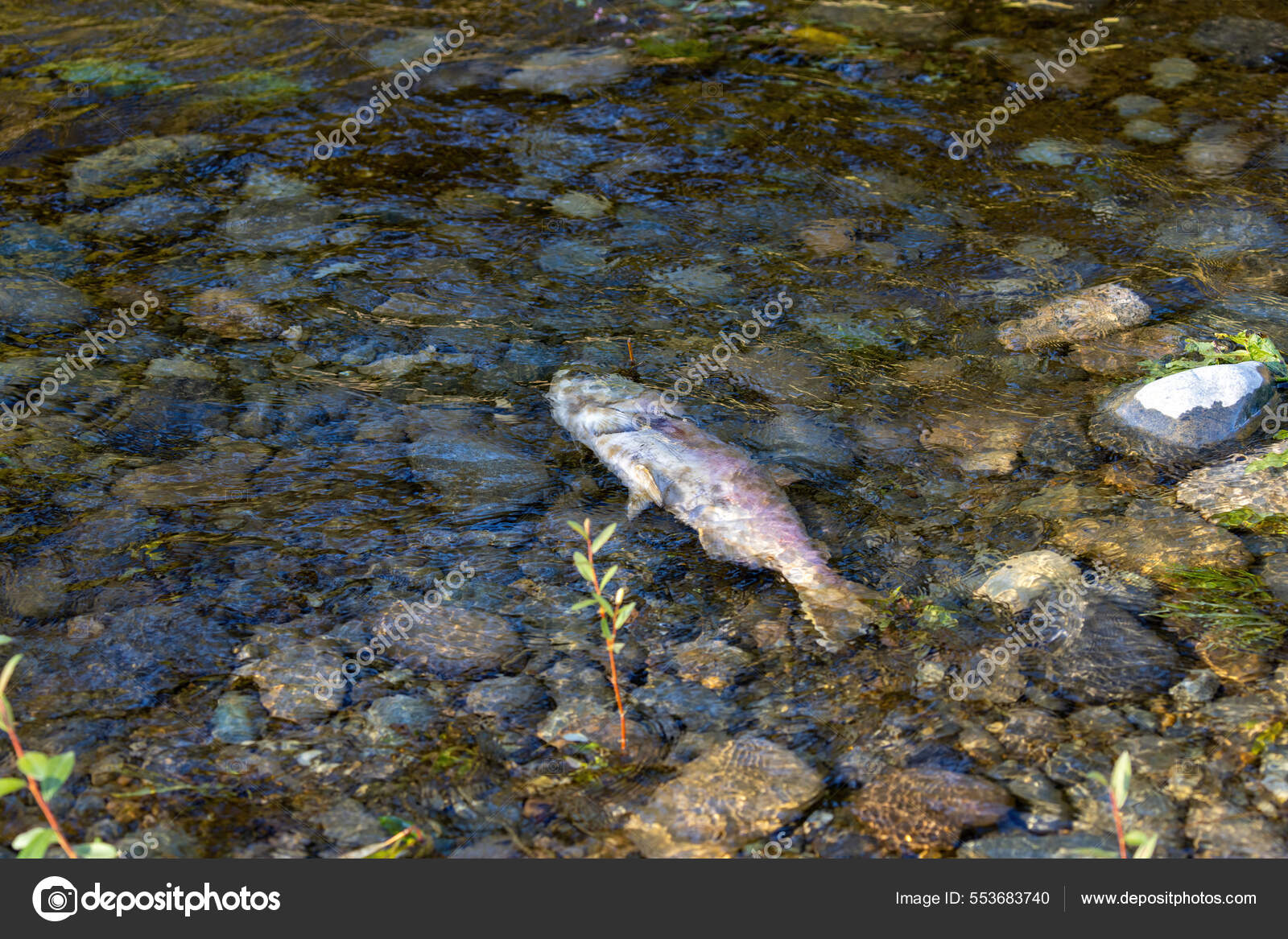 Dead fish carcass laying on the bank of a river — Stock Photo © trjiii ...