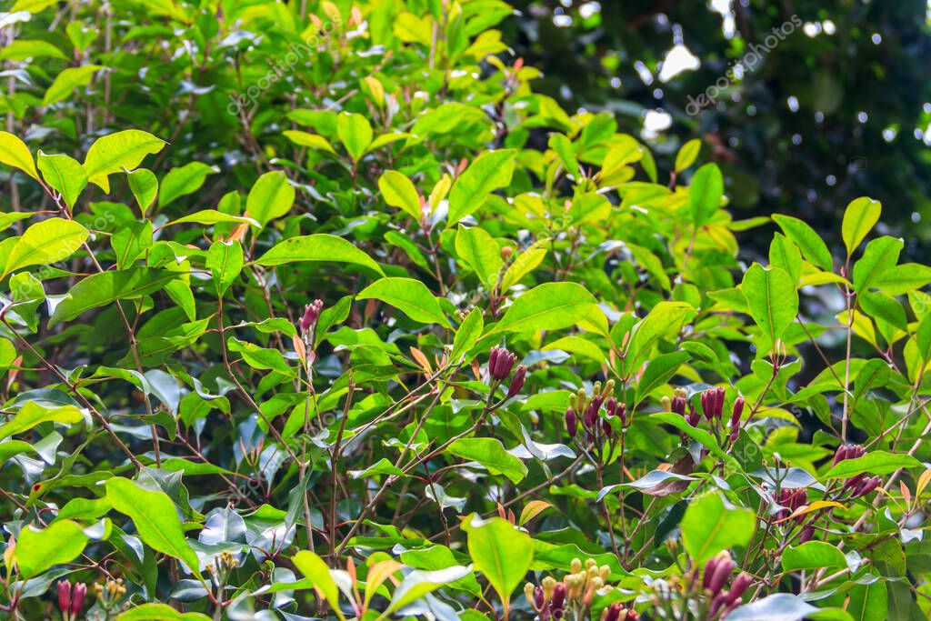 Árbol de clavo (Syzygium aromaticum) con capullos aromáticos en flor ...