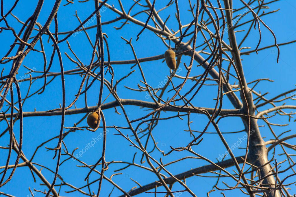 Frutas de baobab africano o pan de mono que crece en un árbol de baobab ...