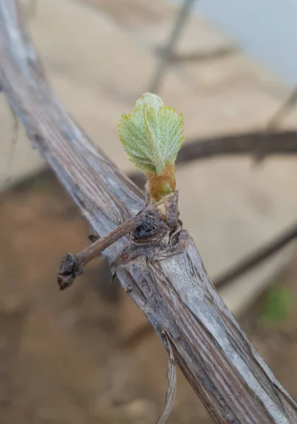 Close up on a grape tree branch and leaves. New fresh leaves growing as ...