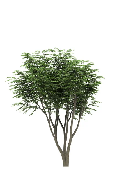 Ghaf tree Stock Photos, Royalty Free Ghaf tree Images | Depositphotos