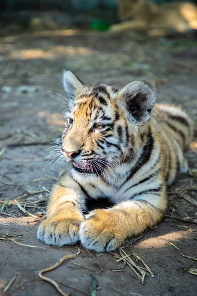 Baby tiger Stock Photos, Royalty Free Baby tiger Images | Depositphotos