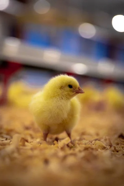 Cute Baby Chicken Wallpaper