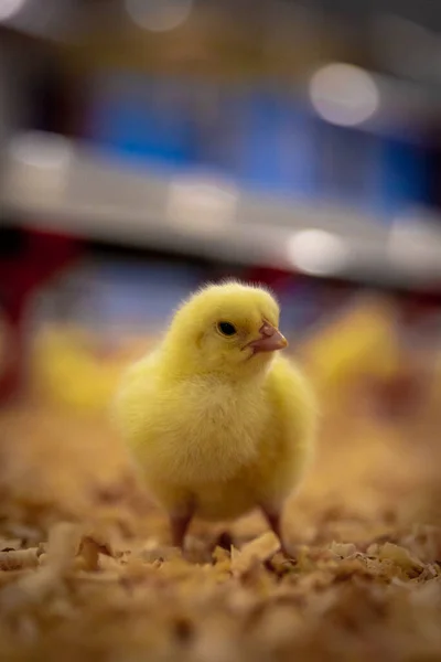 Cute Baby Chicken Wallpaper