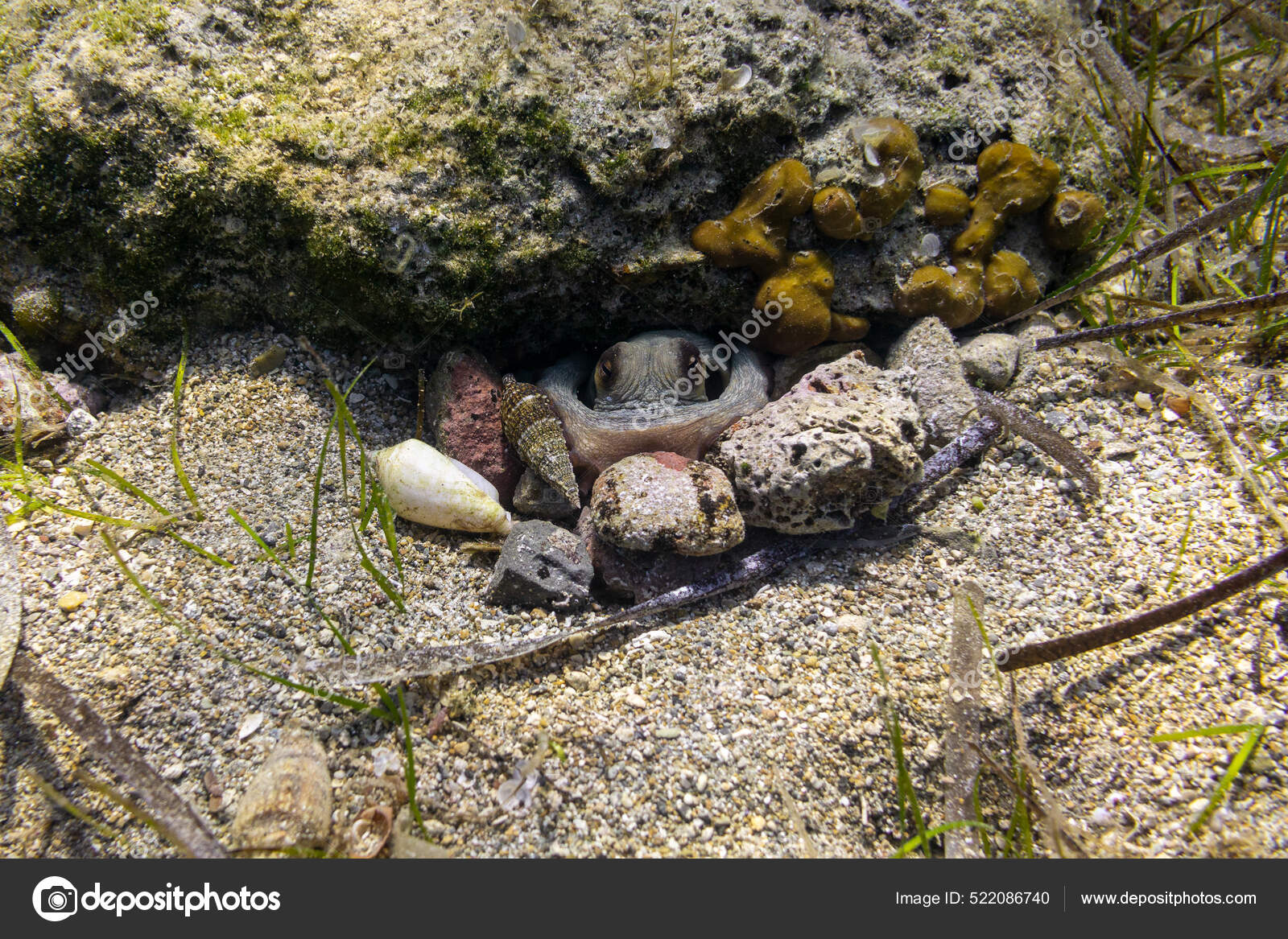 Octopus hiding in a hole sand shells sea weed Greece hydra island Stock ...